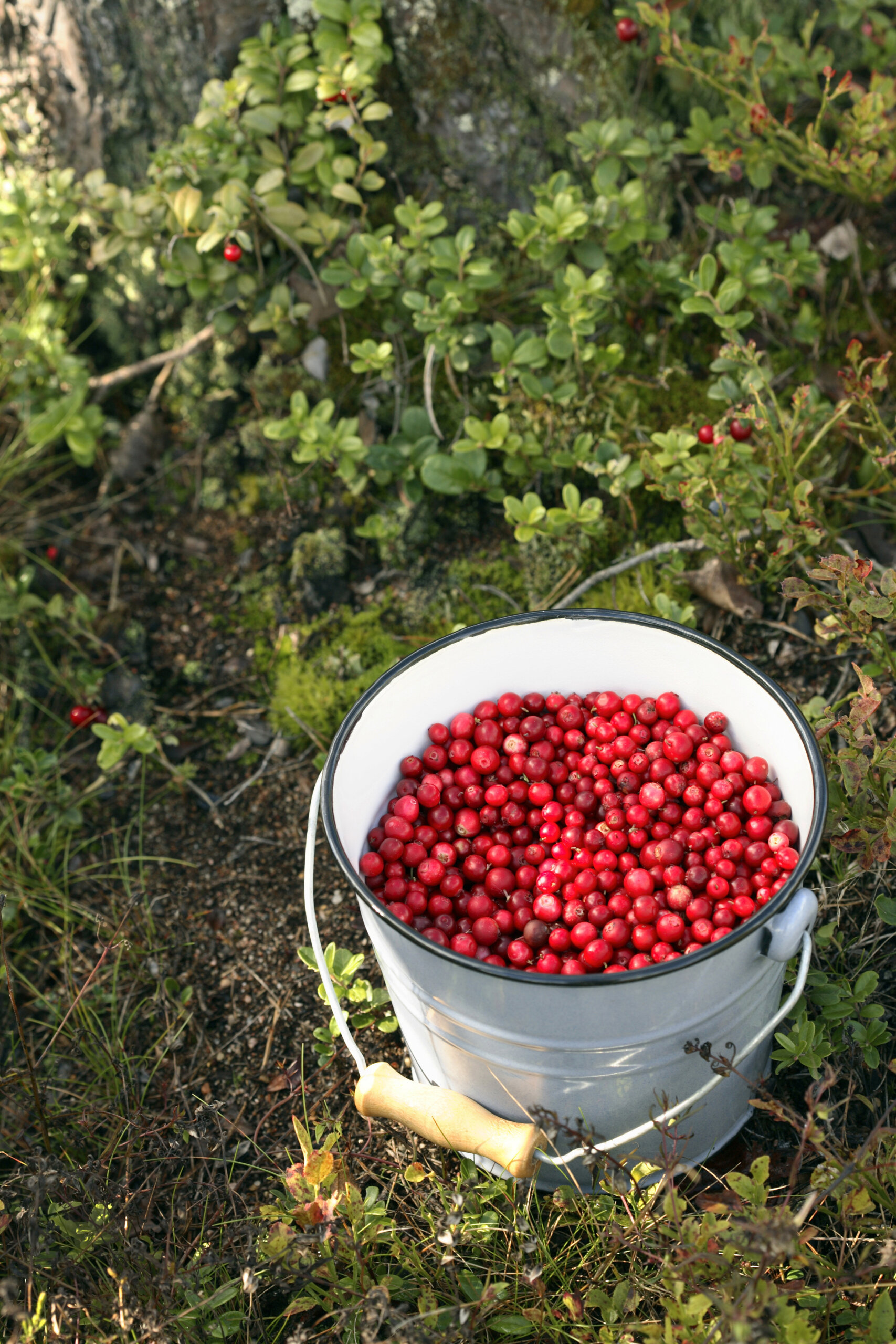 The lingonberries - Felixjams.com